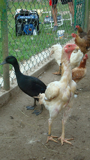 Amatorska hodowla drobiu ozdobnego: Rasy