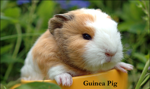 Home Pets Page: Home Pets - Guinea Pigs Basic Information