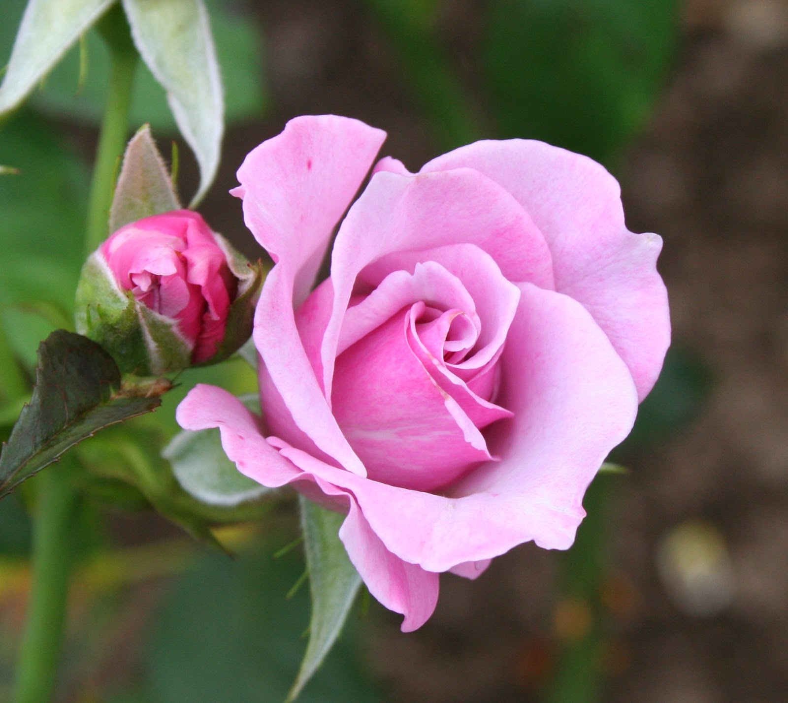 Our Garden Journal: It's Almost Time for Roses - Share your Knowledge ...