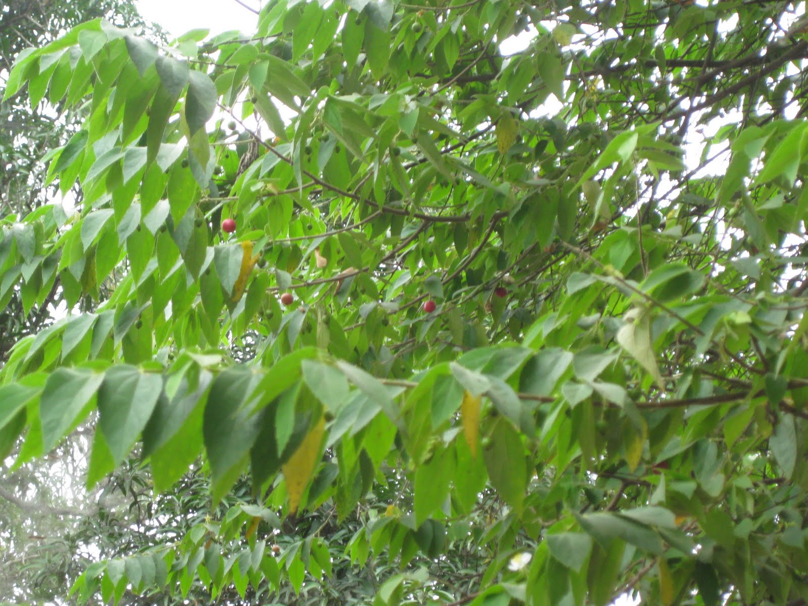 The Beginning: Some Pictures from PNG