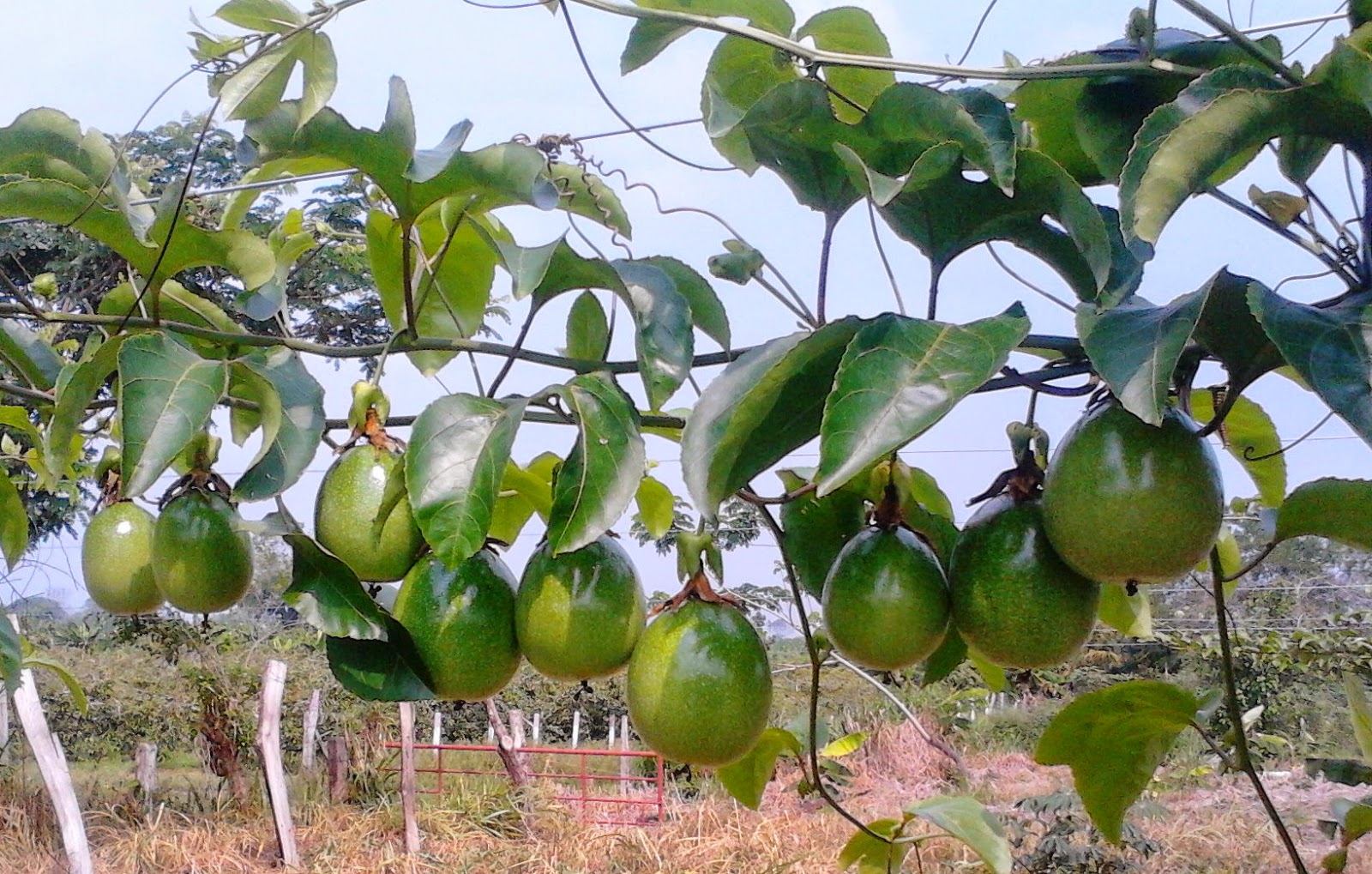 Agroproducion VR: La Parchita