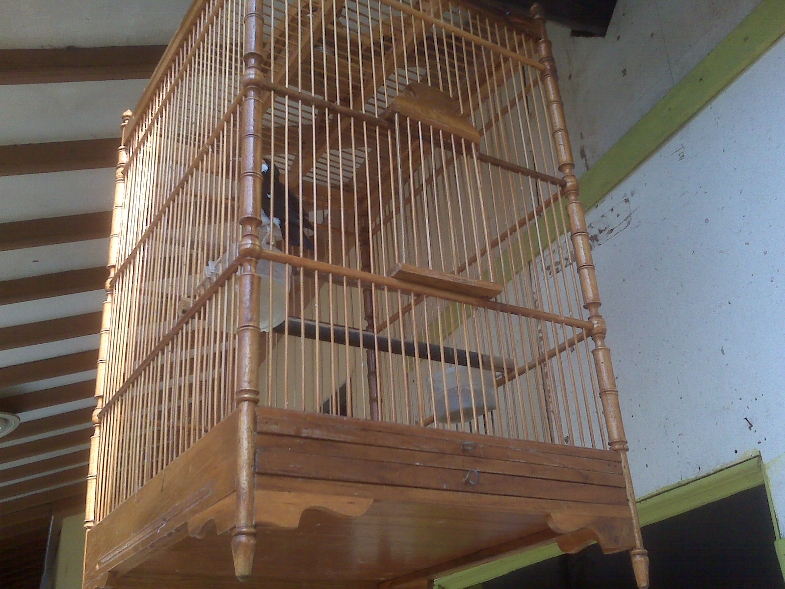 aneka: Jual Burung Murah