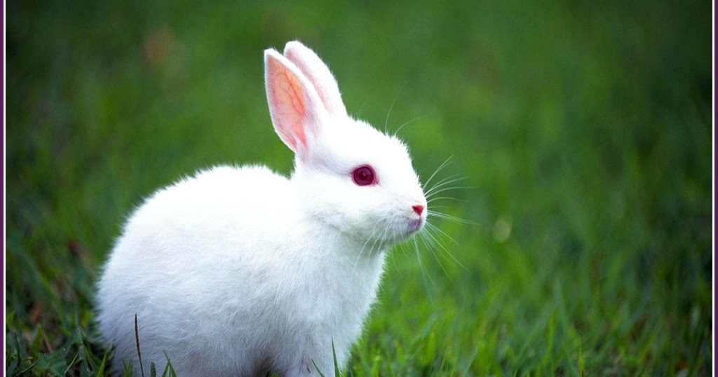 DISECCIÓN DE UN CONEJO: DISECCION DE UN CONEJO