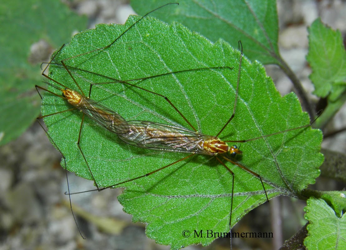 Arizona: Beetles, Bugs, Birds and more: May 2015