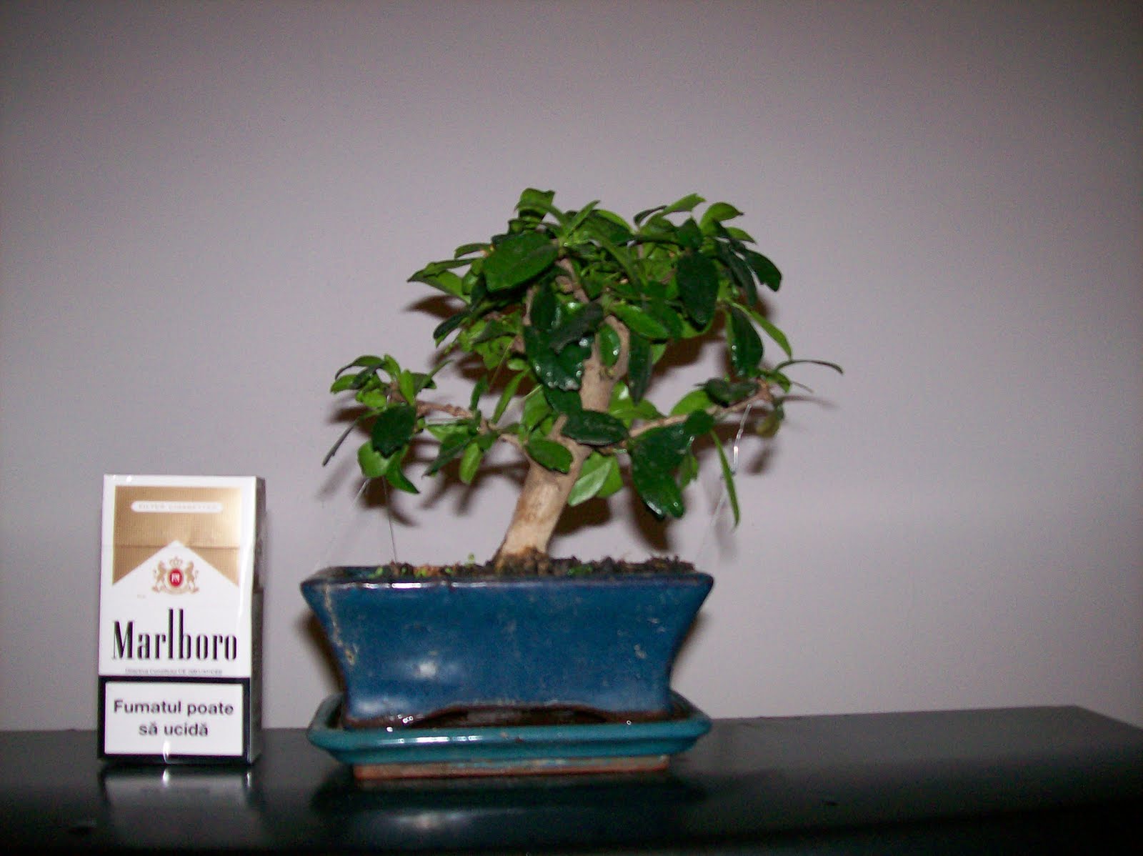 RO-BONSAI ®: Carmona microphylla - Ehretia buxifolia - Fukien tea