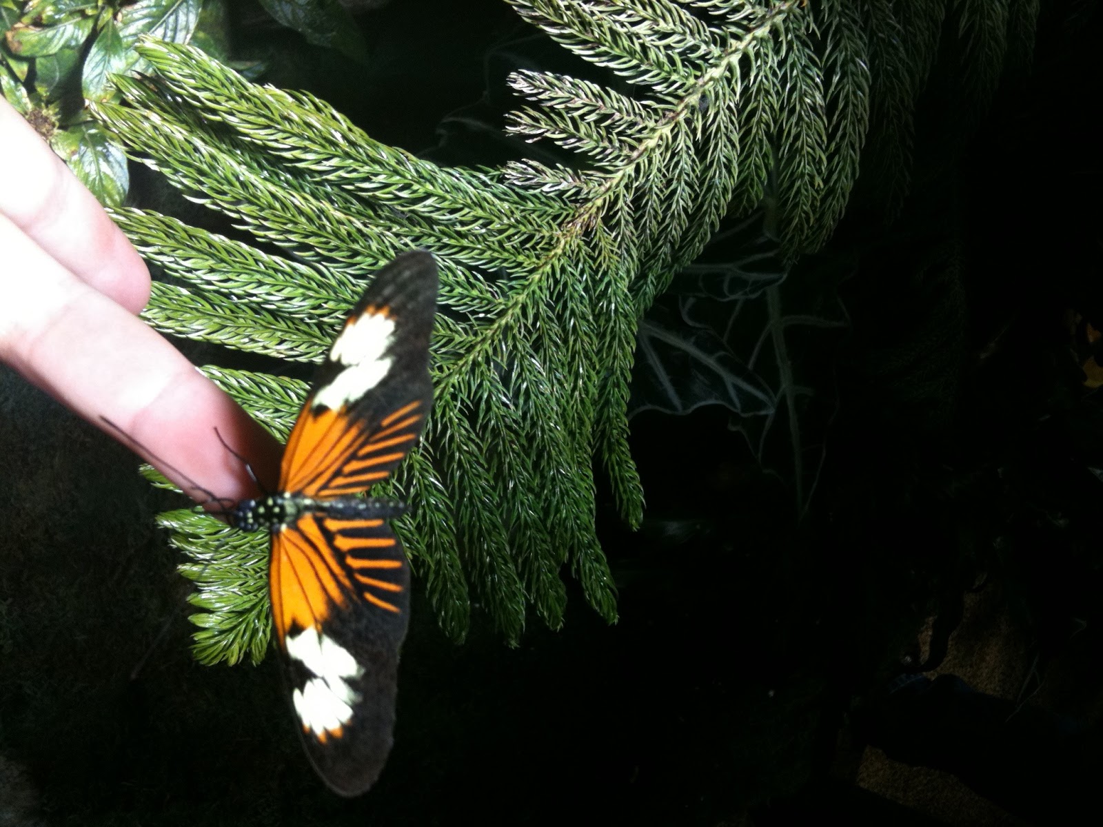 The Helpful Art Teacher: Rhythmic Line Designs And Patterns