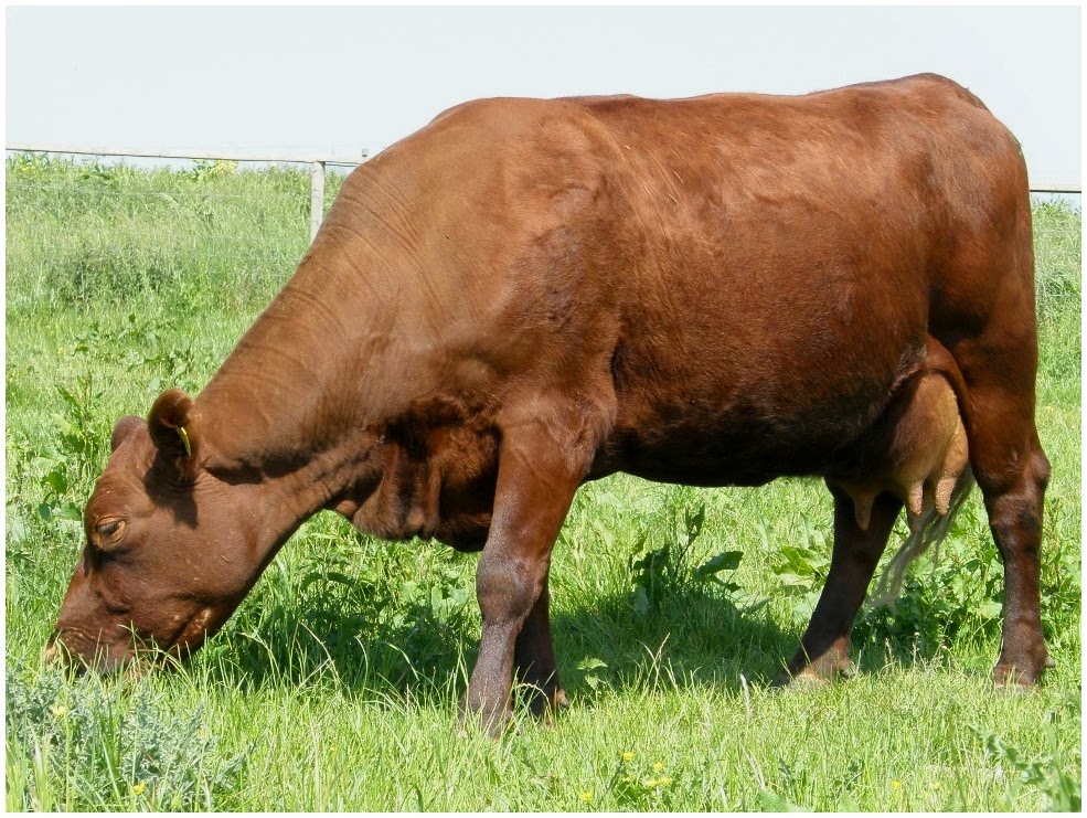 Generalidades de la Ganadería Bovina.: mayo 2014