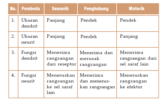 Macam-Macam Neuron Berdasarkan Fungsinya