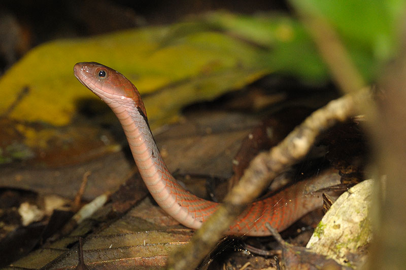 Singapore Wild Animals: Singapore Snakes