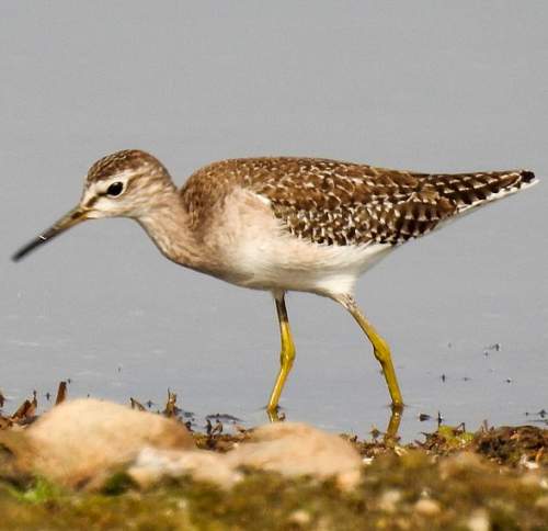 Wood sandpiper photos | Birds of India | Bird World