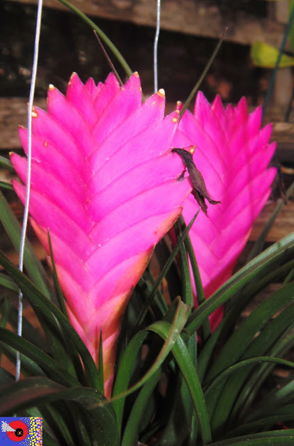 ORQUÍDEAS * BROMÉLIAS: Bromélia: Tillandsia cyanea