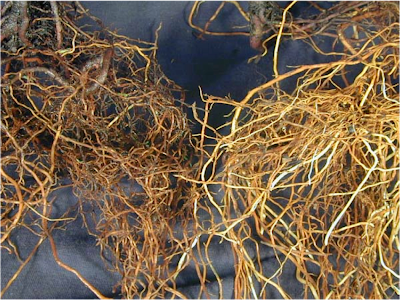 NCSU PDIC: Phytophthora Root Rot on Fraser Fir