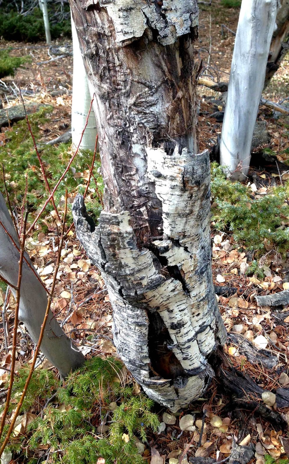 Rocky Mountain Bushcraft: Mountain Bushcrafting: Dead Aspen bark- A ...