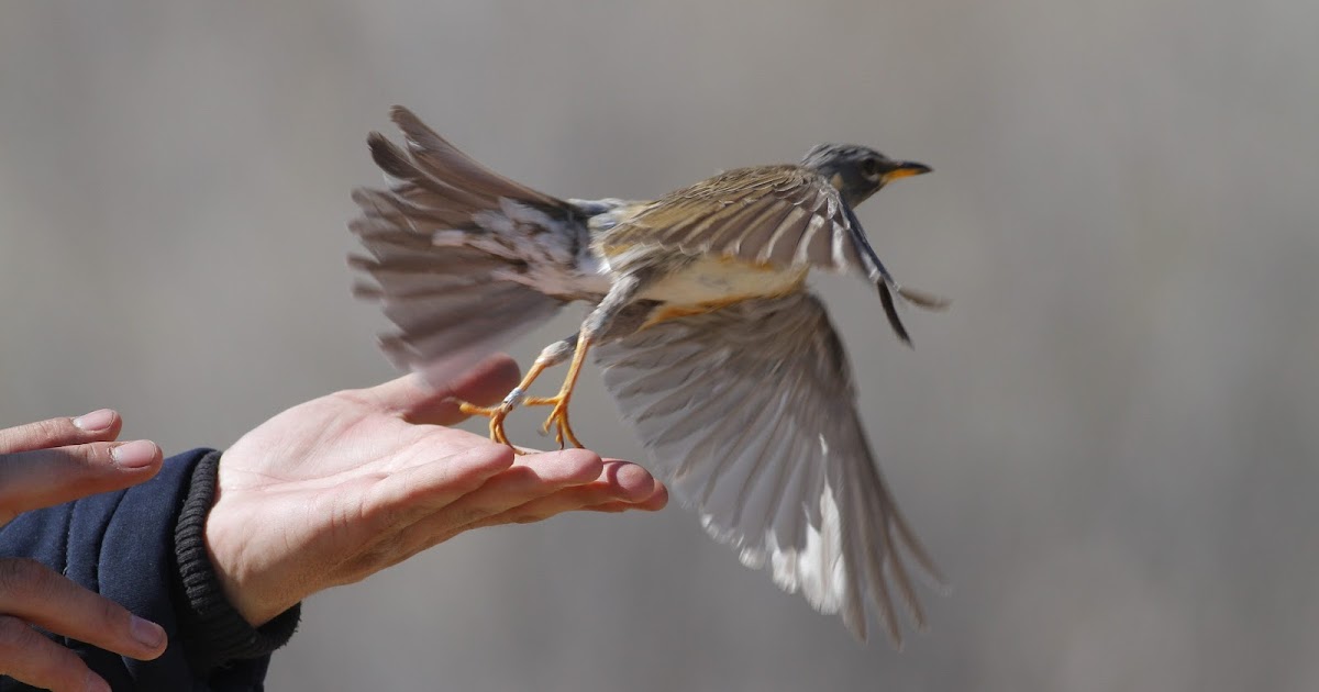Khurkh Bird Ringing Project: About bird ringing