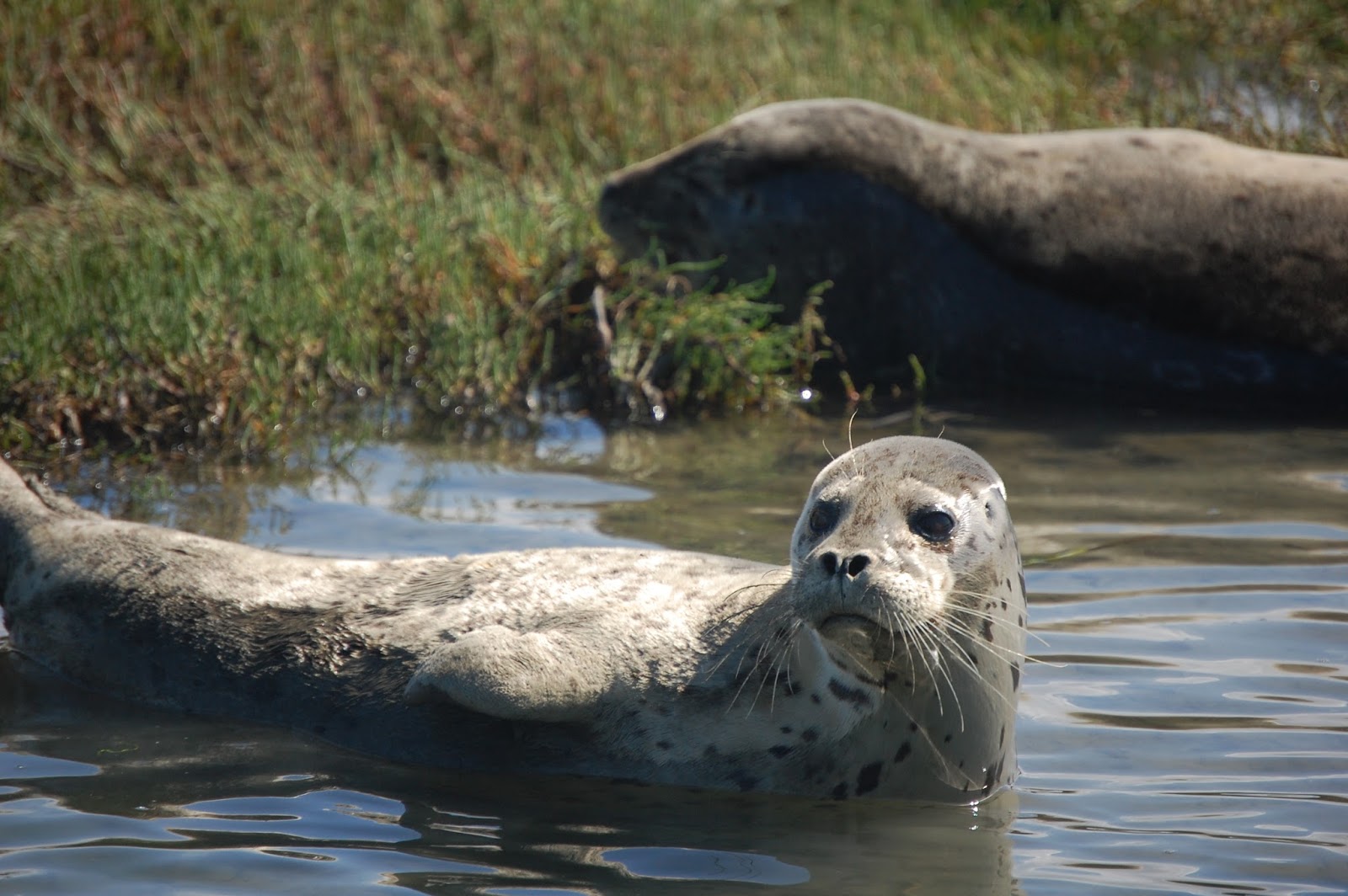 The Narwhal's Left Tooth: Time to watch for harbor seals
