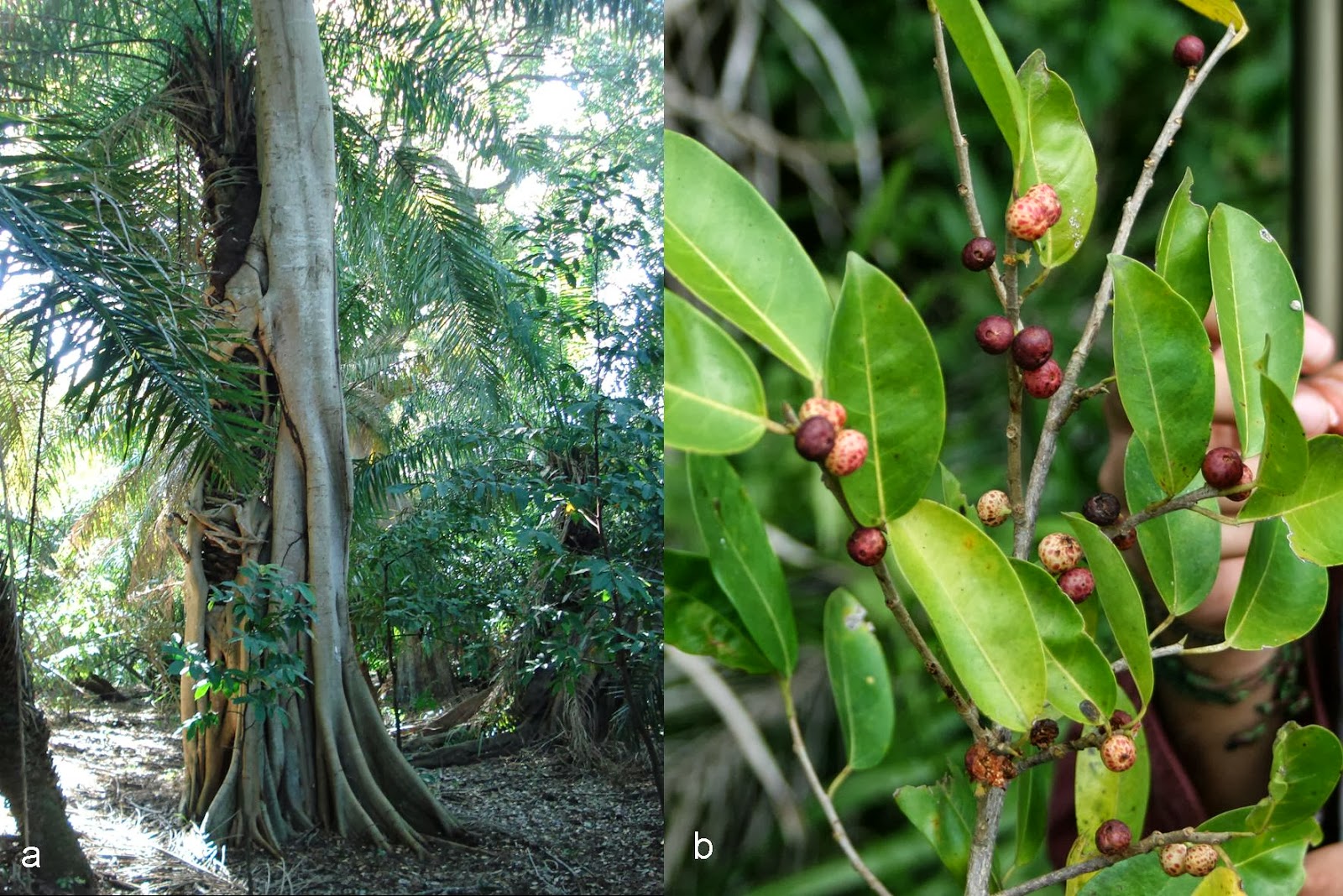 Bio Animal: Figueiras mata-pau