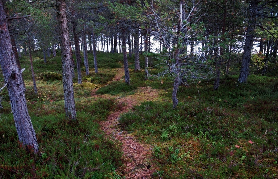Nordis's NaturFoto: Bare bilder fra skogen: Efjorden