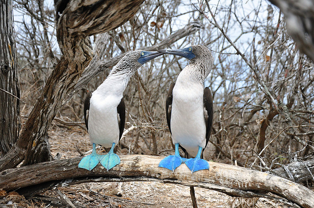 cada día sabemos mas y entendemos menos: El singular Alcatraz de patas ...