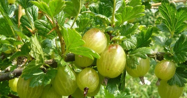 PRIRODNI RECEPT ZA ZDRAVLJE: Ogrozd je eliksir zdravlja i dugovječnosti ...