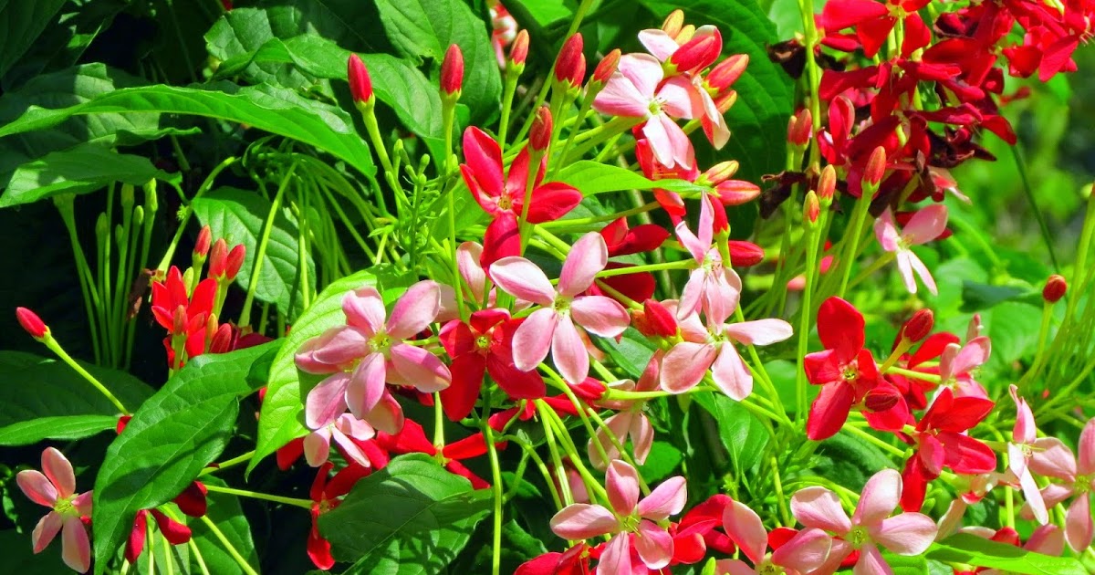 Koleksi Tanaman Hias: Manfaat tanaman Bunga Melati Belanda