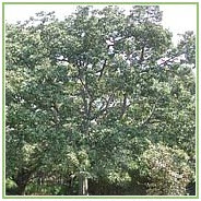 Bahera, Herbla Plant - Herbal Medicine Plants