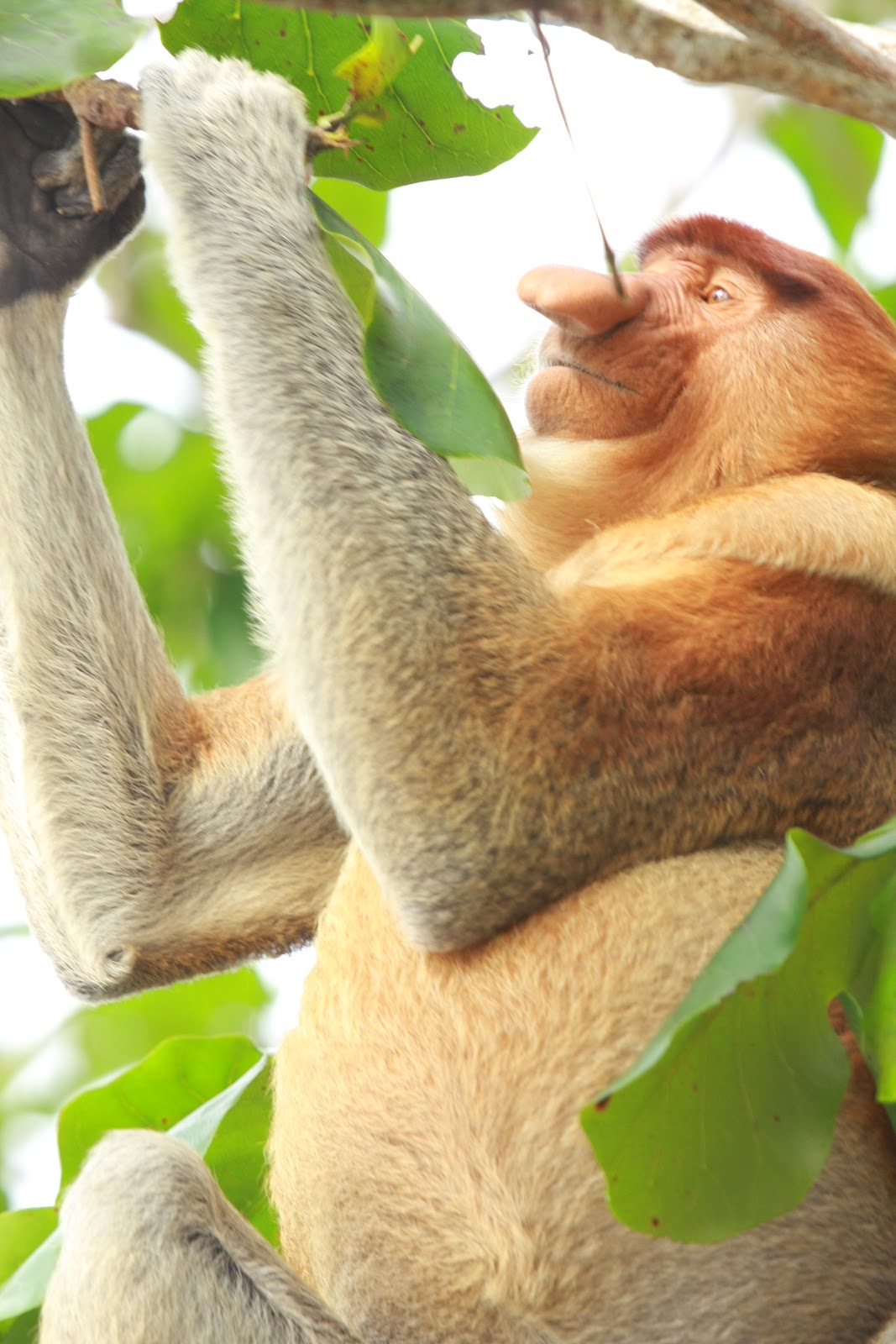 Crónicas de un Camaleon: En busca del Mono Narigudo (Nasalis larvatus ...
