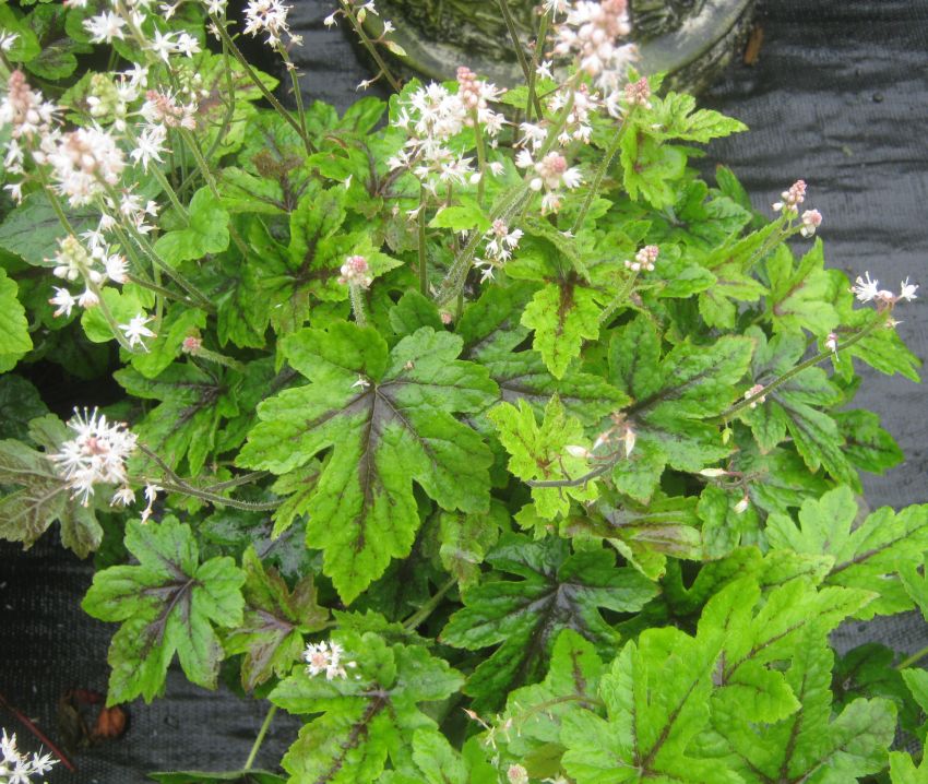 Future Plants by Randy Stewart: Tiarella & Heucherella