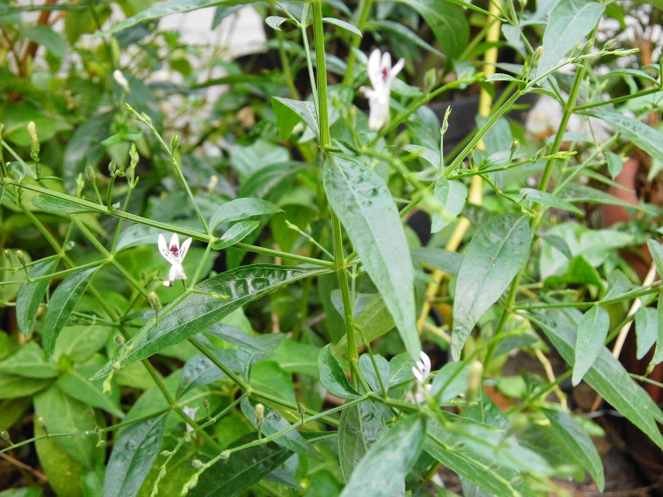 Sambiloto Flower Galleries