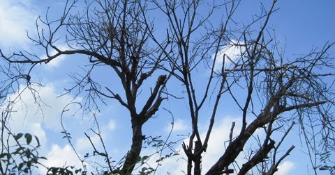 My Tree is Dying from the Top Down - Tree Care Tips & Advice