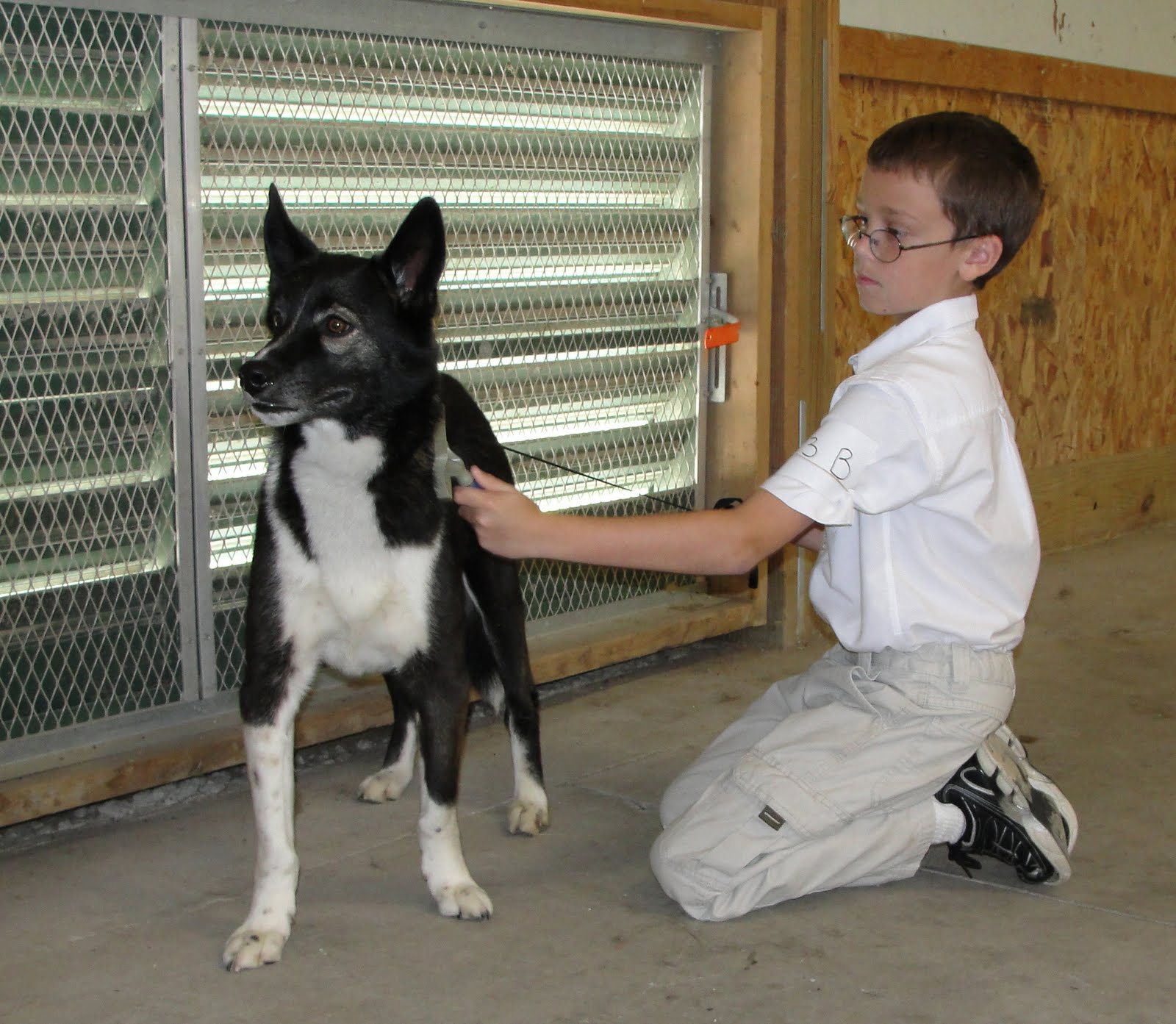 greentown-grapevine-4h-dog-show-kicks-off-judging-events