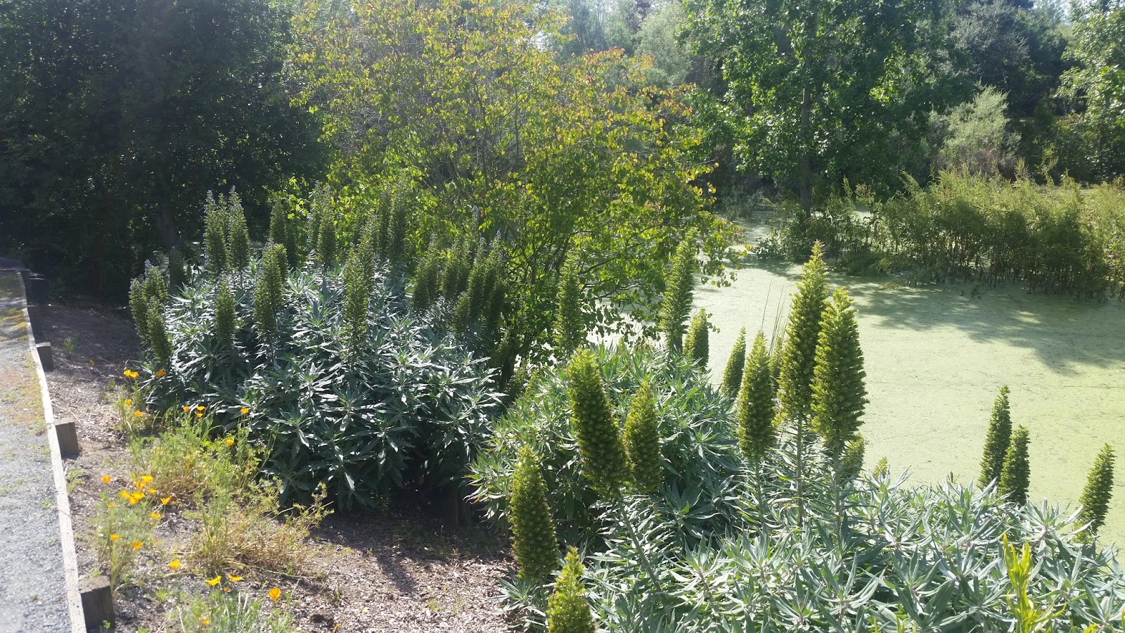 Adventures in Weseland: Tule Ponds