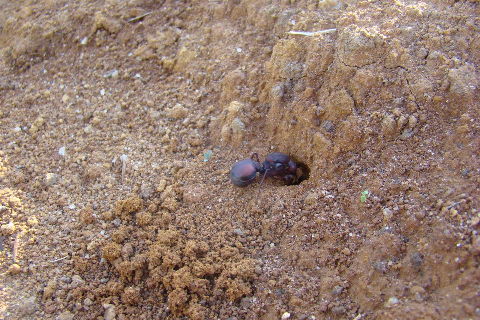 Pousada Encanto da Bocaina SP: formiga cortadeira, içá, tanajura, bitu