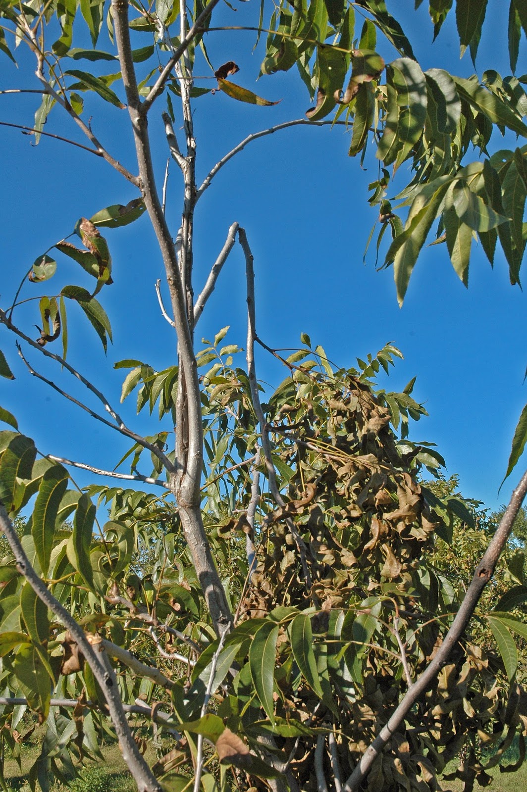 Northern Pecans: Broken twigs caused by long-horned beetle