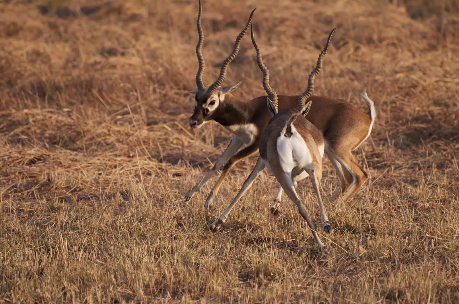 BombayJules: Blackbuck National Park, Velavadar