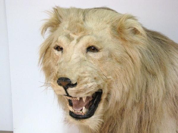 Bad Lions: A Guide to Lion Taxidermy