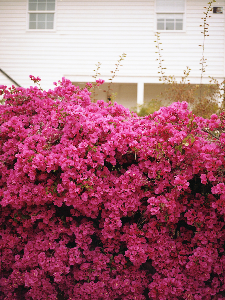 absolutely beautiful things: Pink Garden Wall