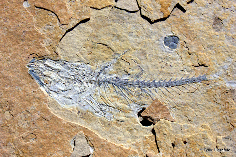 Tyler Hirshfeld Photographs: Fossil Butte National Monument, Wyoming
