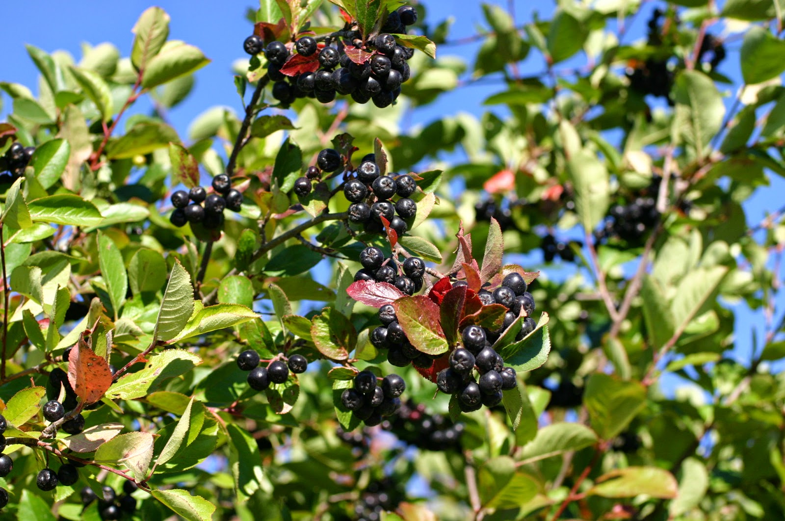 wendelainorberg: Här plockas det Aroniabär i Rosendahl, Norberg