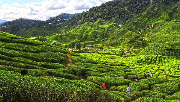 Kembara Sufi Travel & Tours: Pakej Honeymoon Cameron Highland