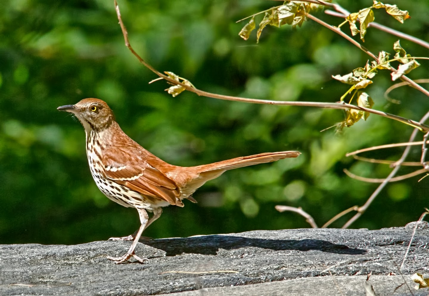 travelswithkathleen: Sunday bird blogging