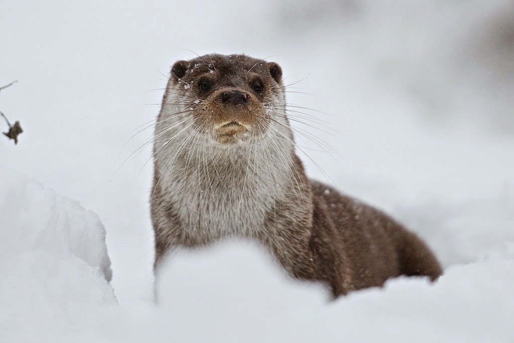 Matt's Photos: BWC in the Snow