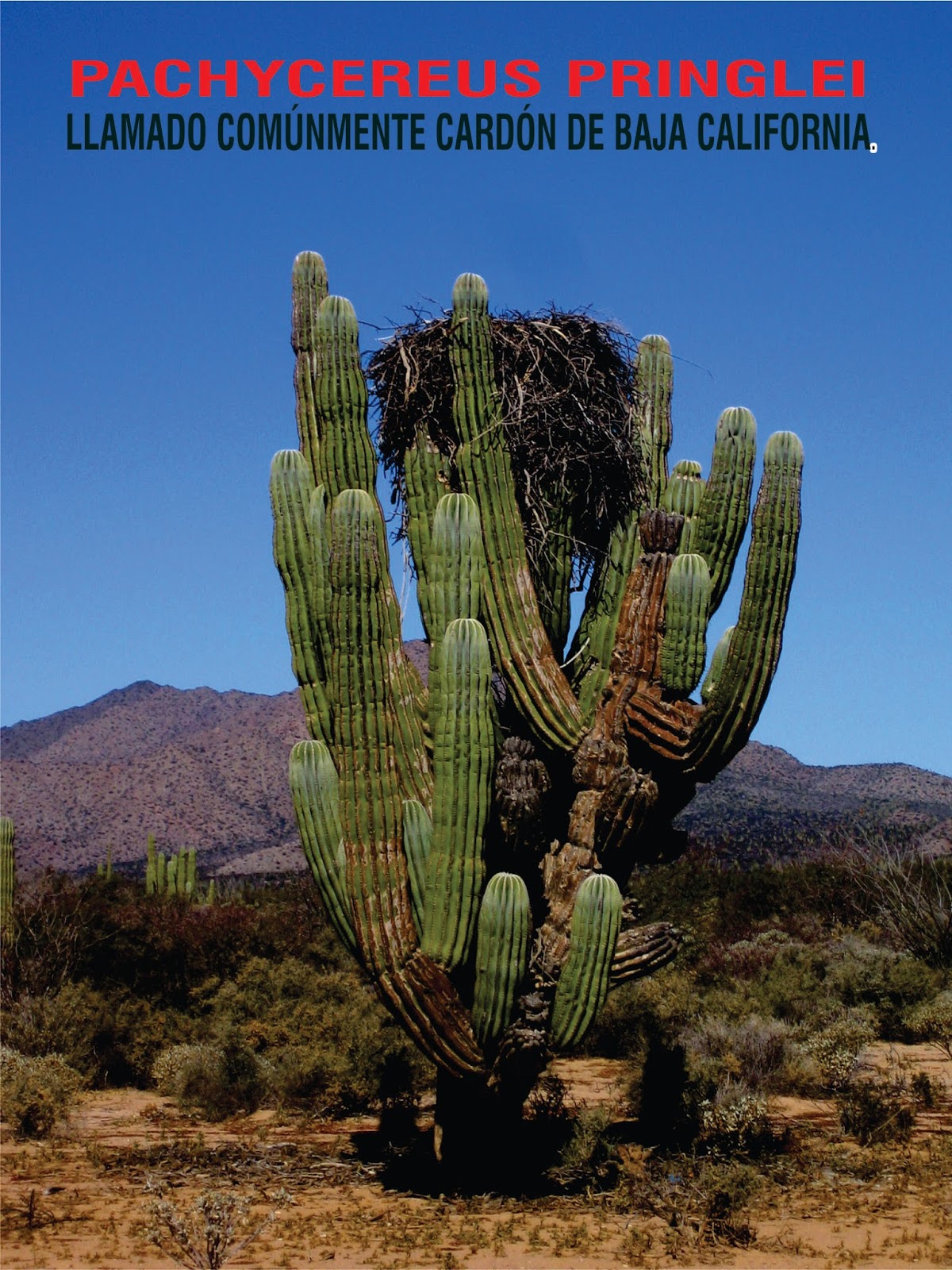 NAVEGANTECALIFORNIO: Pachycereus pringlei, llamado comúnmente cardón de ...