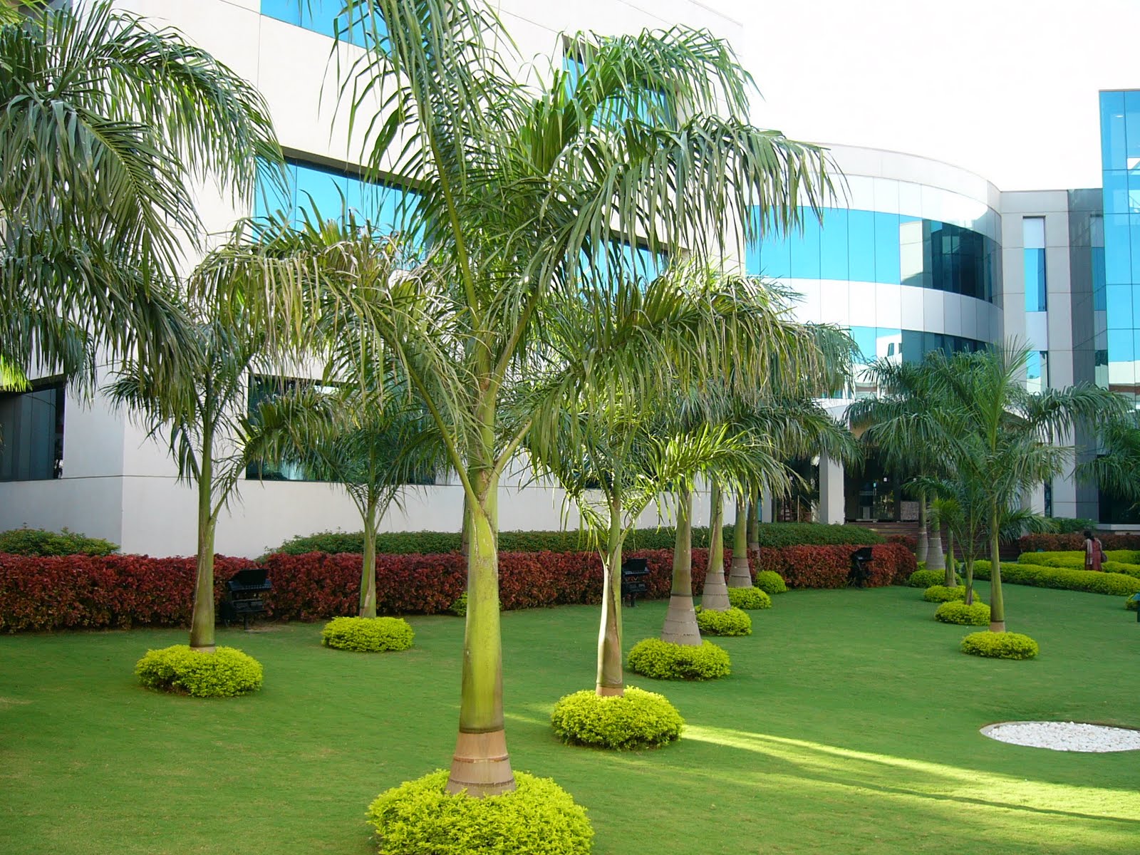 Home And Garden : Roystonea regia