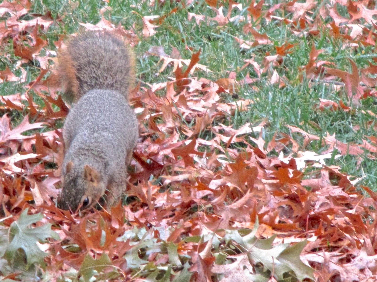 jkwgalleries: Squirrel, Barn, Horse, Birds and Colorful Leaves