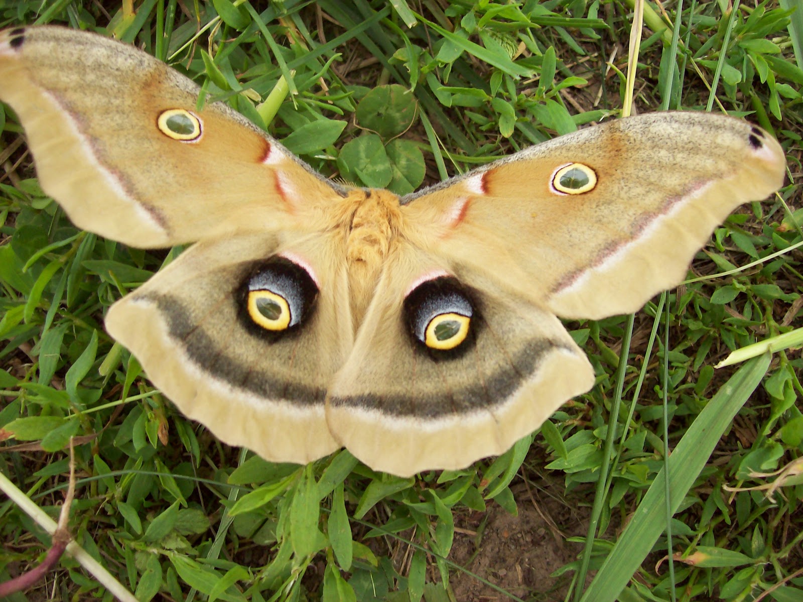 Reflections from Drywood Creek: Polyphemus Moth