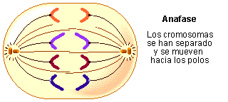 Aprendiendo acerca de la reproduccion celular!!: La Mitosis