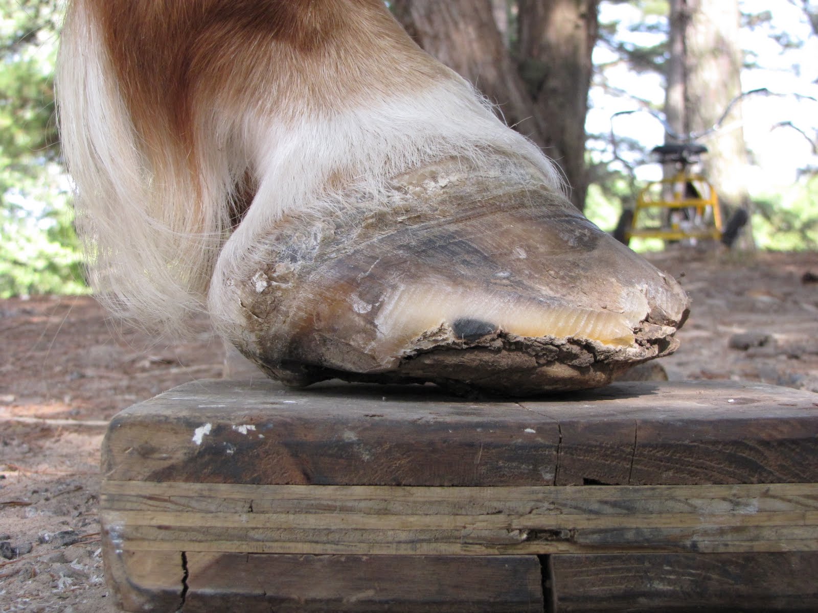 Innovative Equine Podiatry: White line disease case study