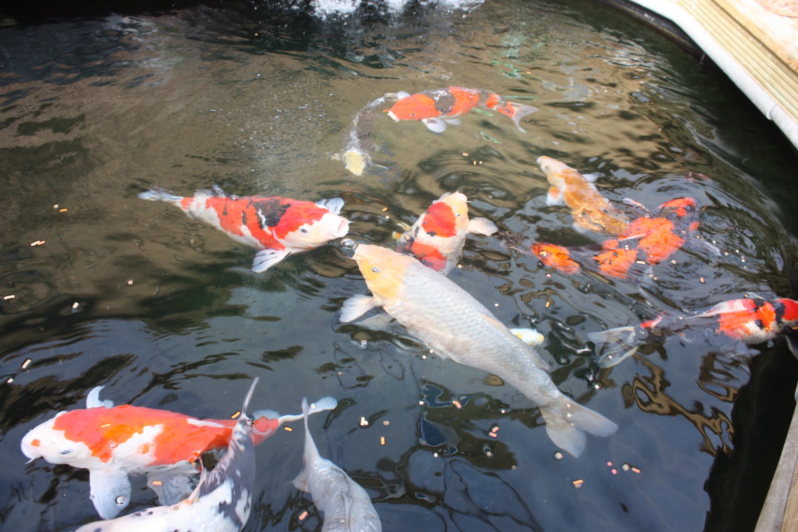 East Yorkshire Koi Society