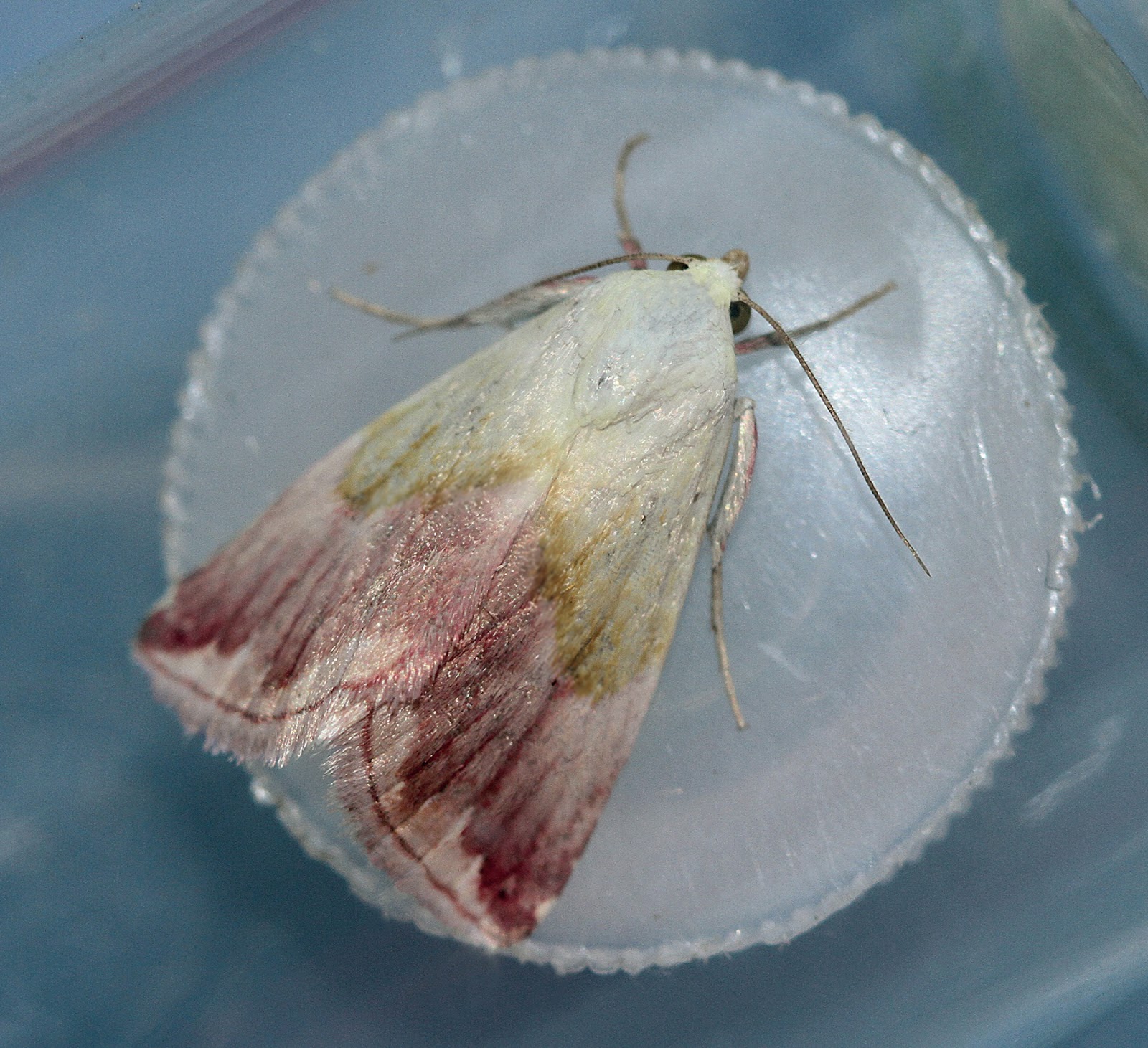 Penny's Hot Birding and Life!: Beautiful Marbled Moth – Holme Dunes NWT!
