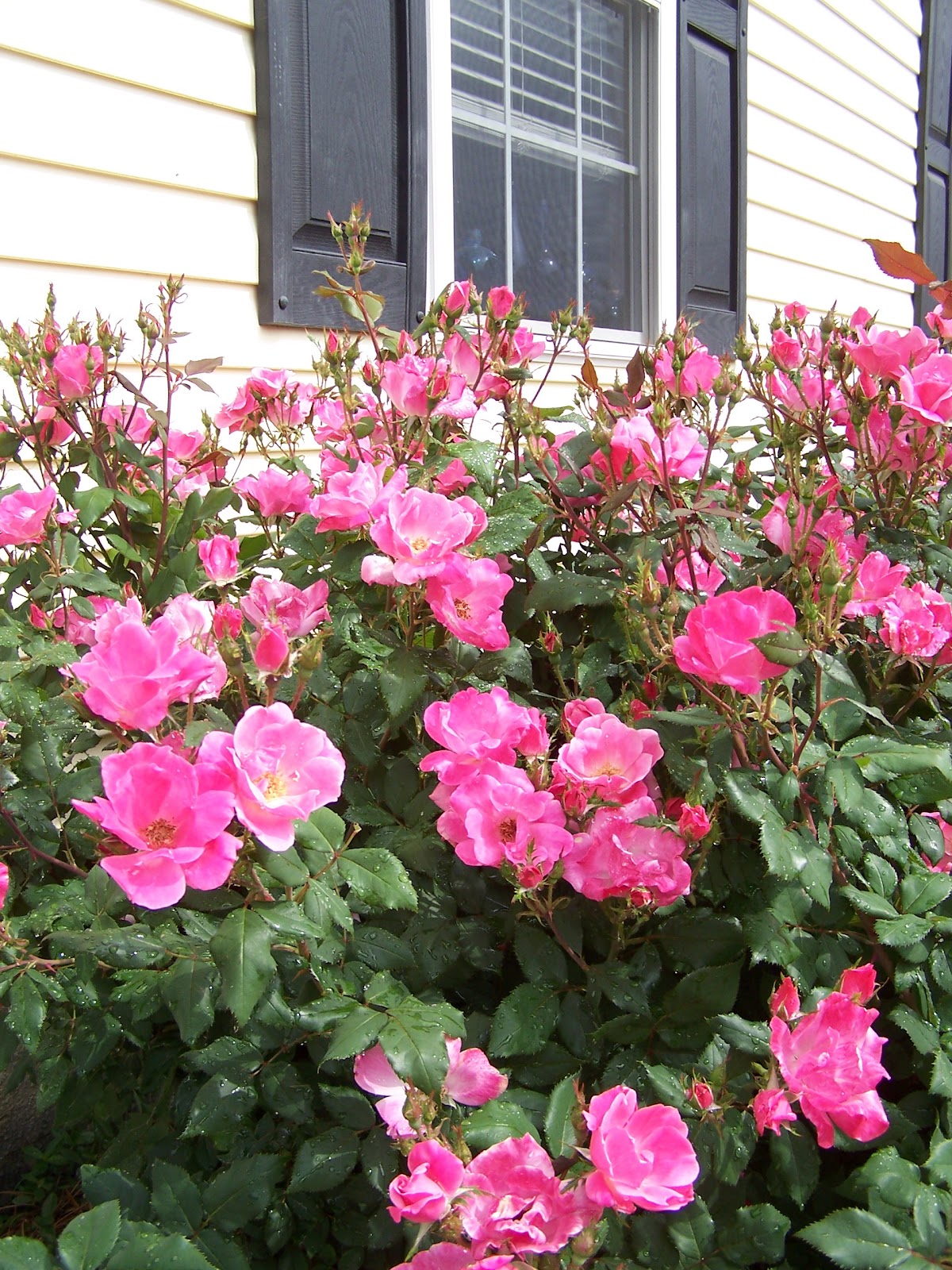 Henny Penny Rose Cottage